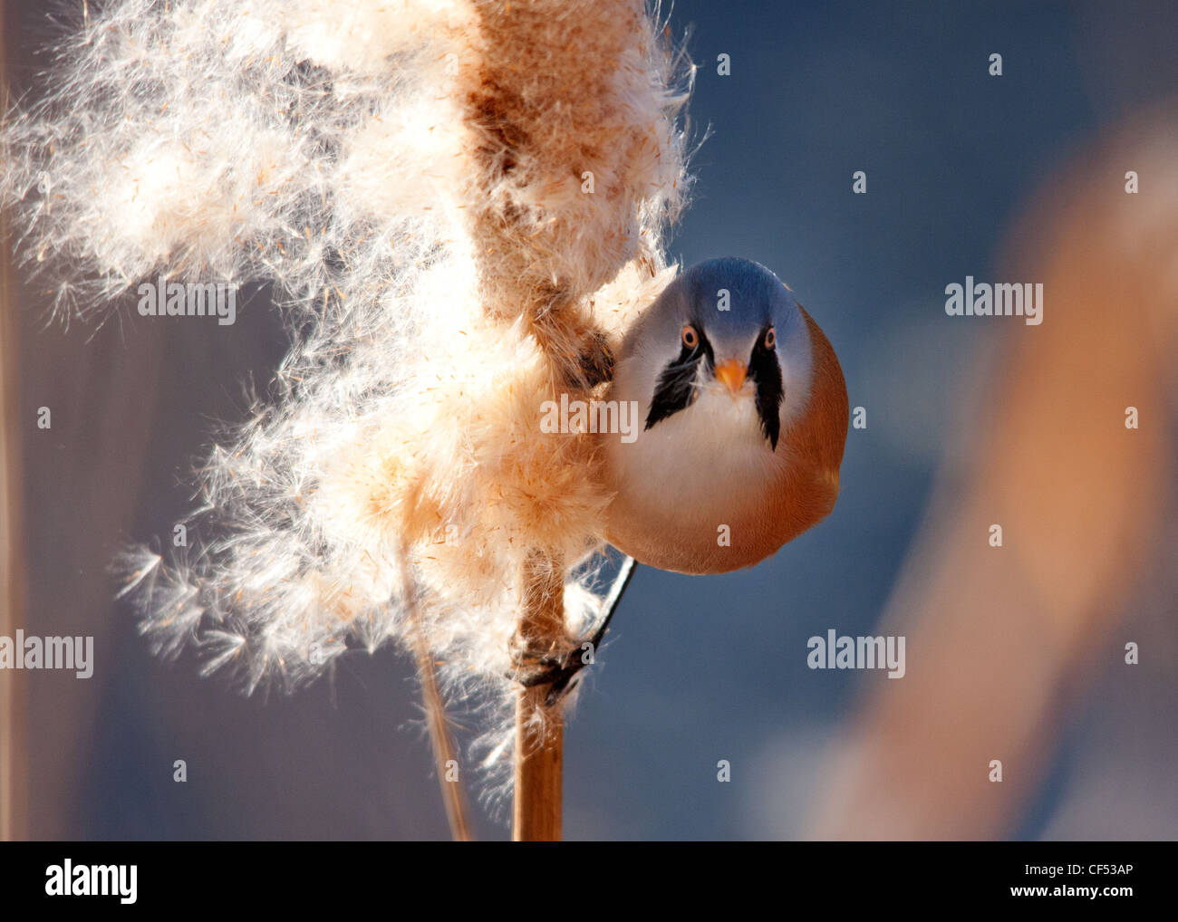 Bearded Reedling on Reed Mace Stock Photo - Alamy