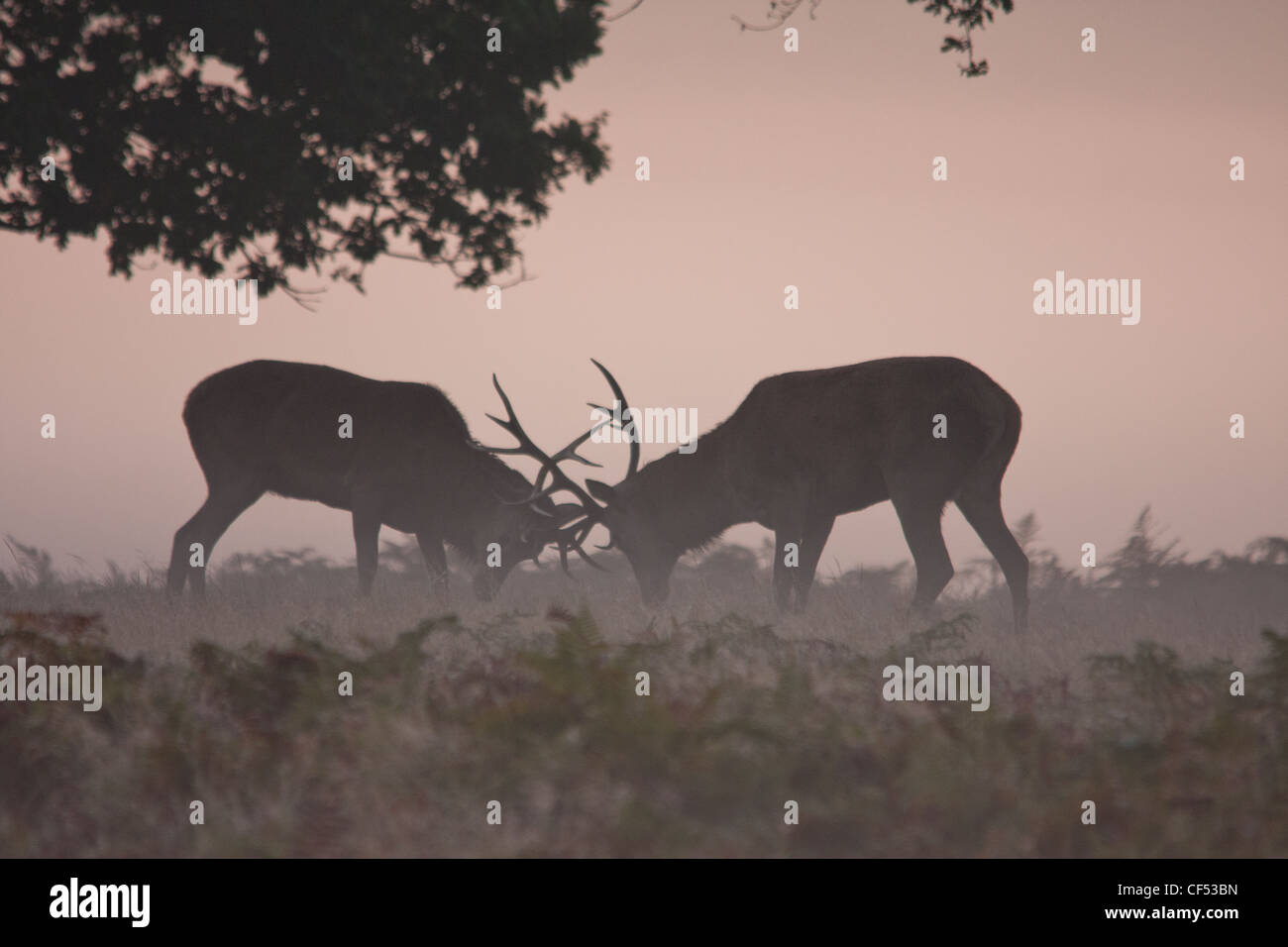 Pair Red Deer Stags fighting in the mist Stock Photo - Alamy