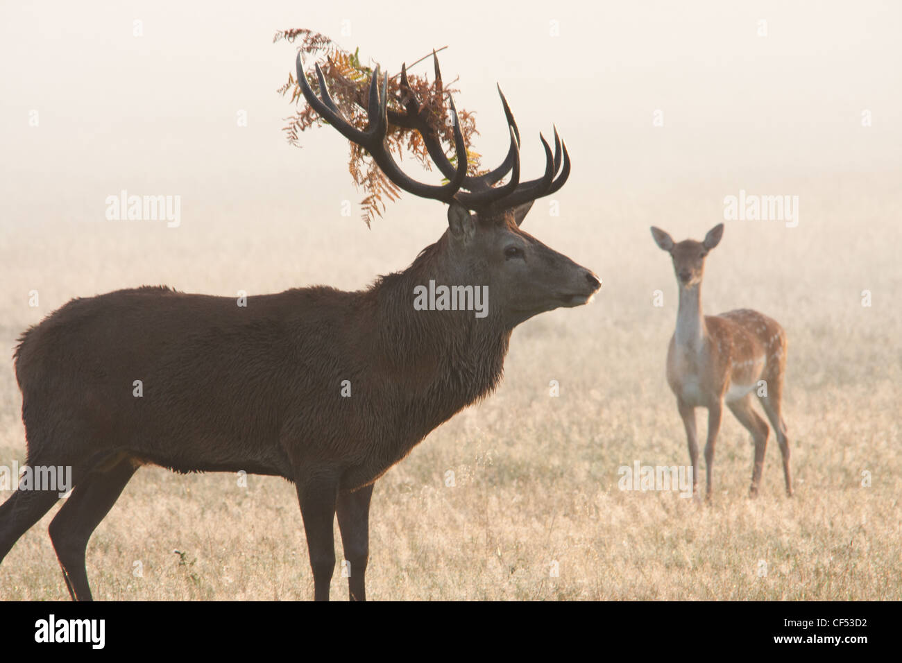 Red Deer Stag with Fallow Deer Hind in mist Stock Photo - Alamy