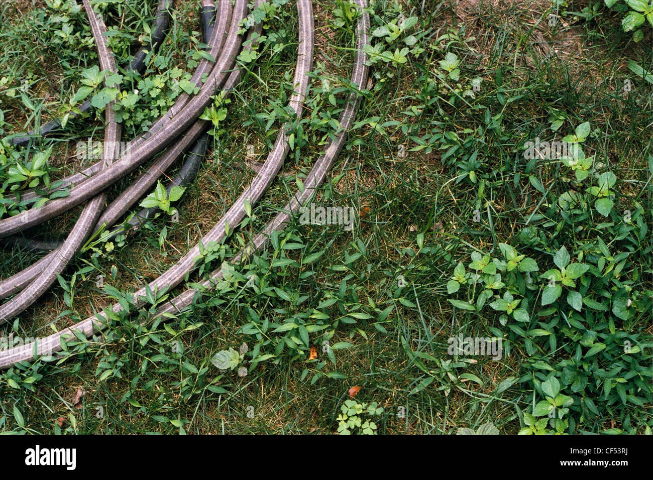 Grass lawn with weeds and reel of garden hose pipe Stock Photo - Alamy