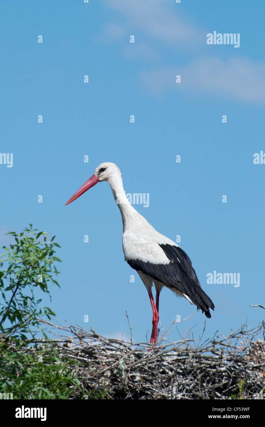 Stork resting in nest hi-res stock photography and images - Alamy