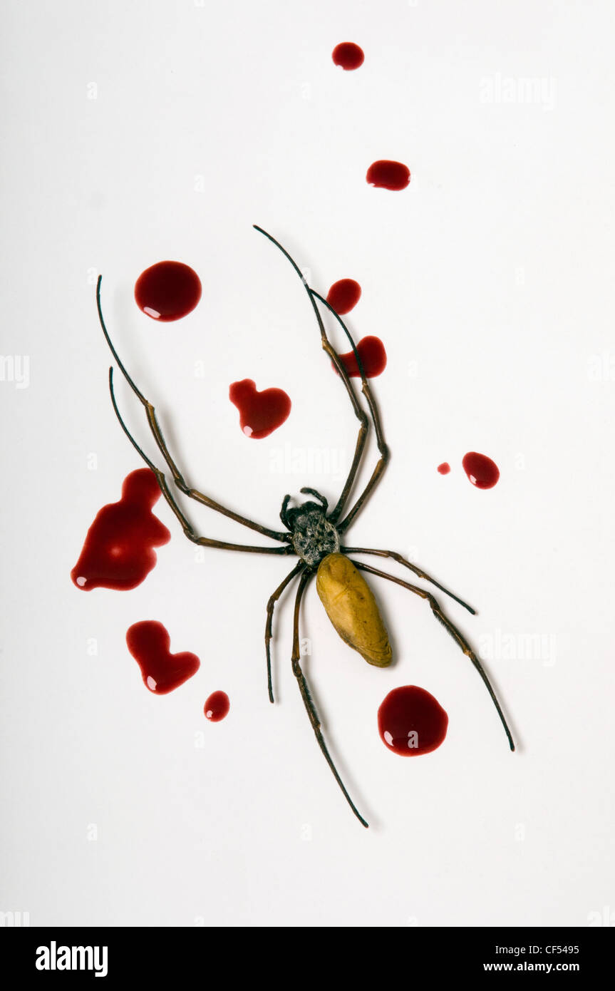 Dead spider with blood drops Stock Photo - Alamy