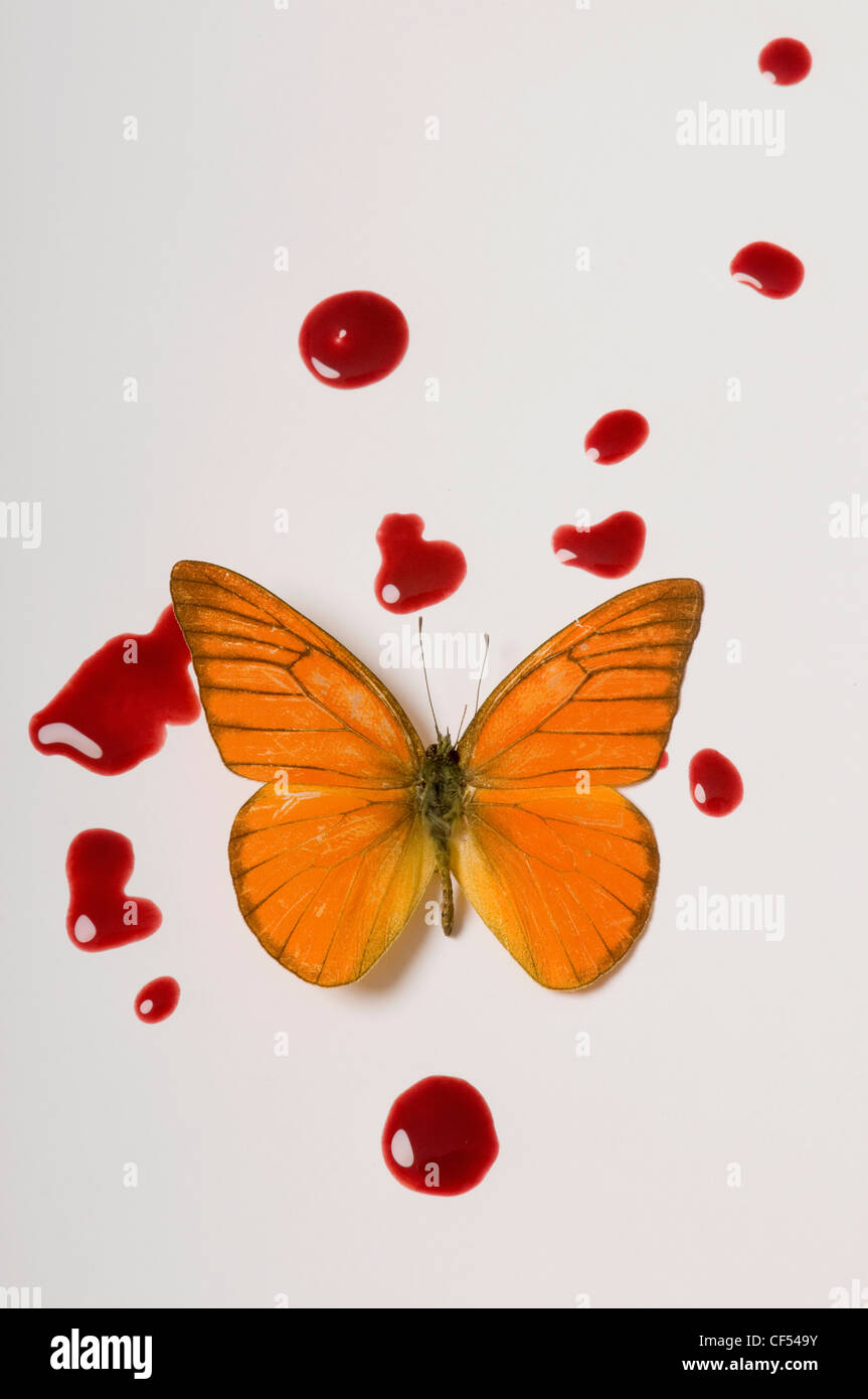 Dead Orange Albatros butterfly with blood drops Stock Photo - Alamy