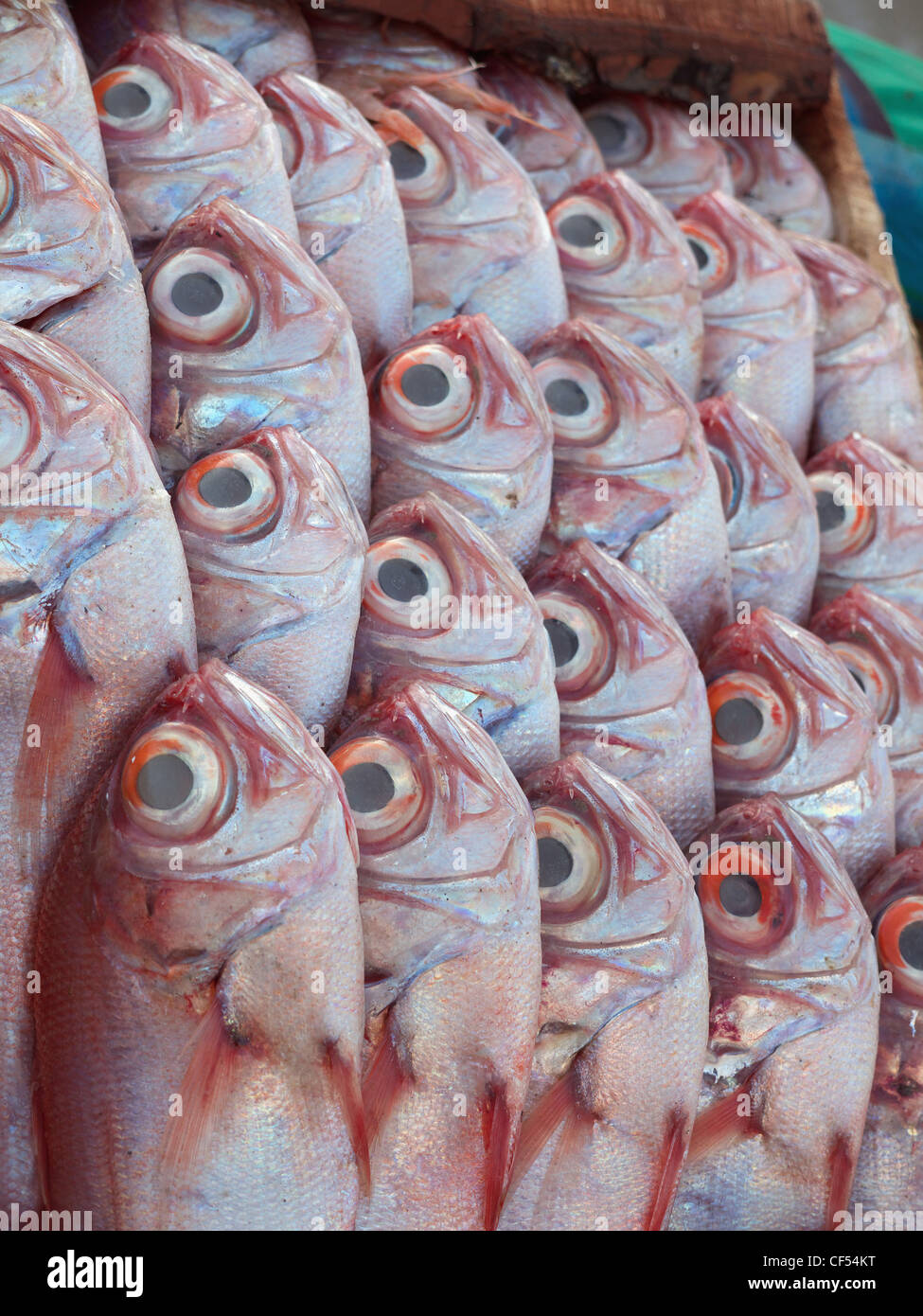 Morocco, Essaouira, Fishes in fish market Stock Photo - Alamy
