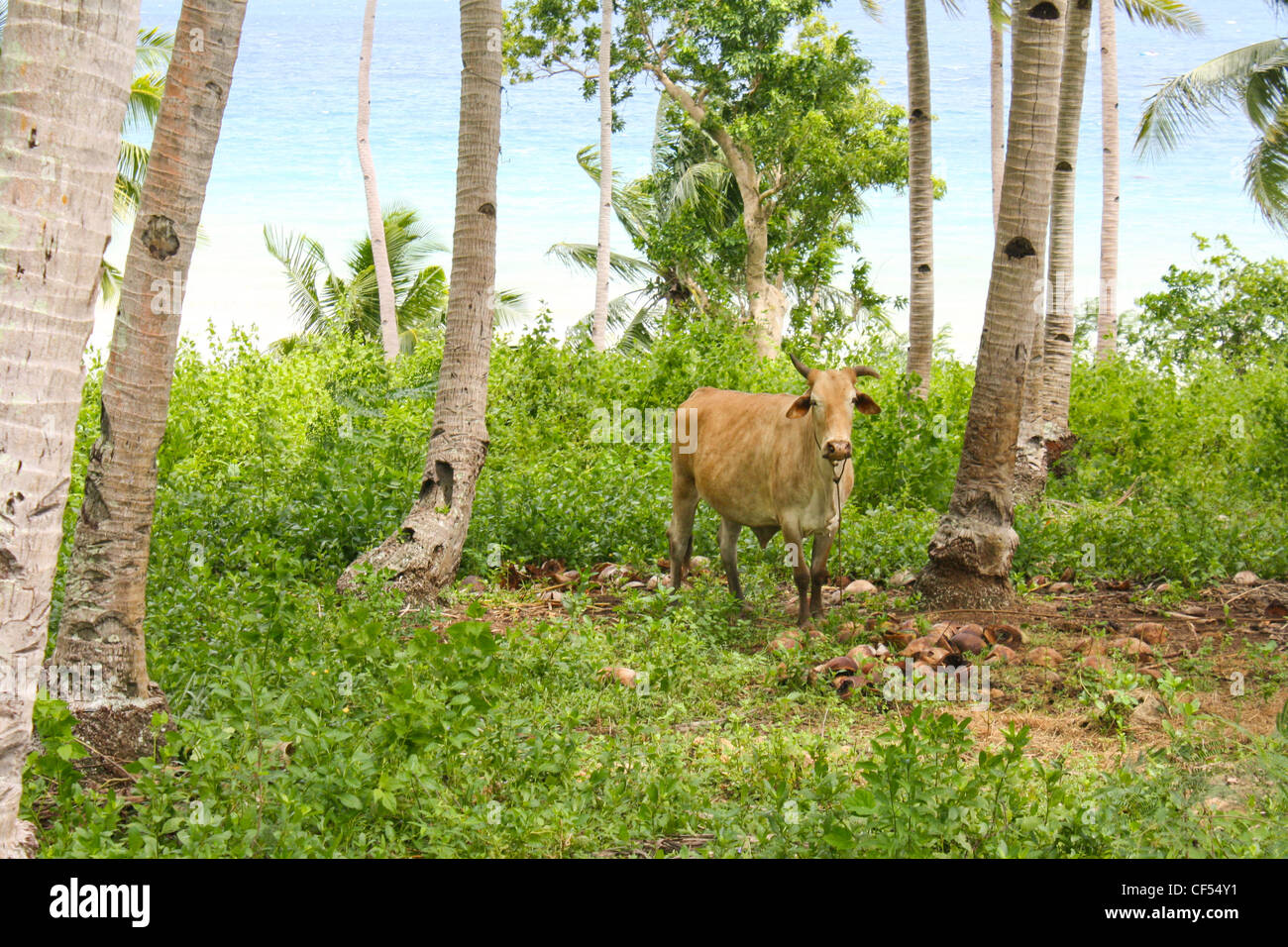 A cow grazing on a palm tree island Stock Photo - Alamy