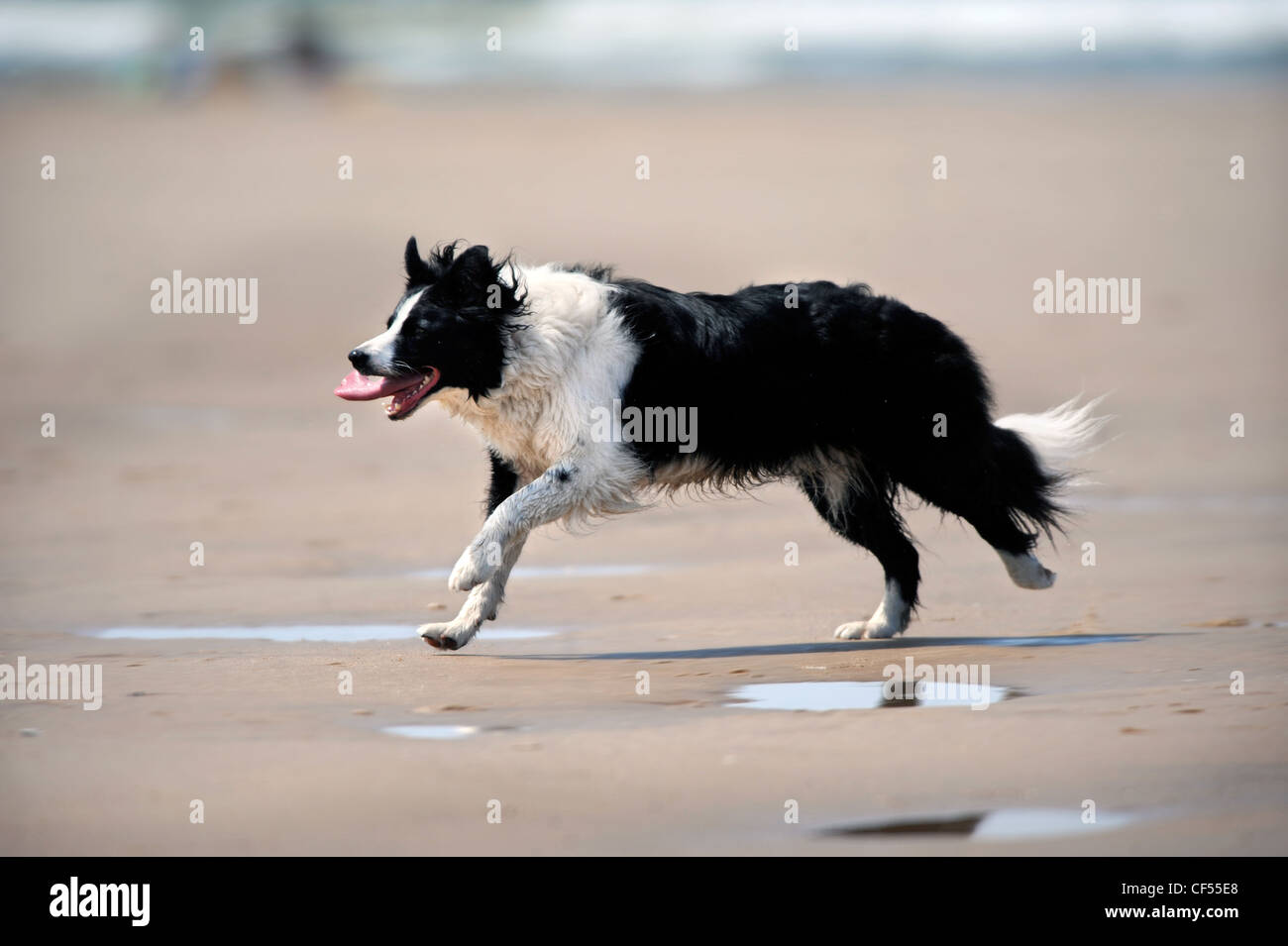 Welsh border collie hi-res stock photography and images - Alamy
