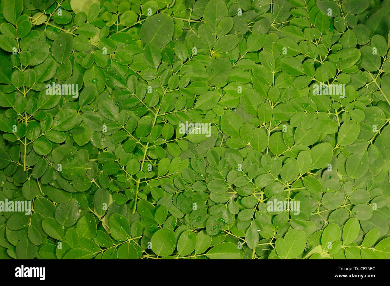 a stack of miracle leaves with scientific name moringa oleifera Stock ...