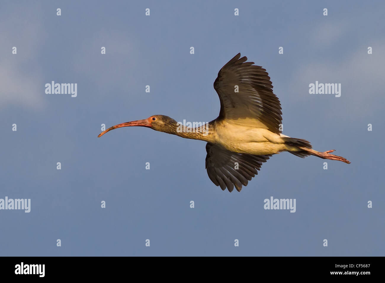Ibis in flight Stock Photo - Alamy