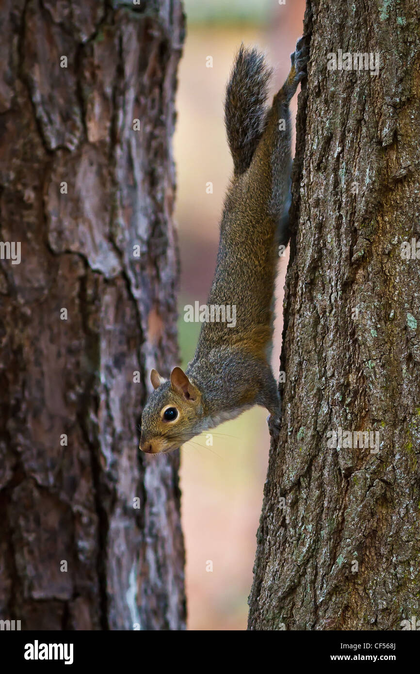 Grey Squirrel positioned between two tree trunks Stock Photo - Alamy