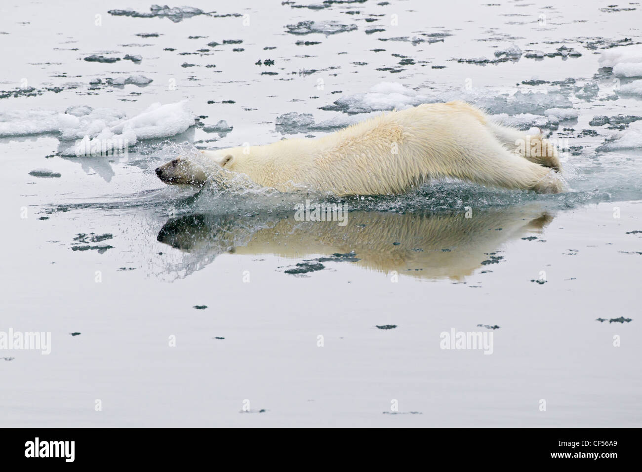 Europe, Norway, Svalbard, Polar bear swimming in water Stock Photo - Alamy