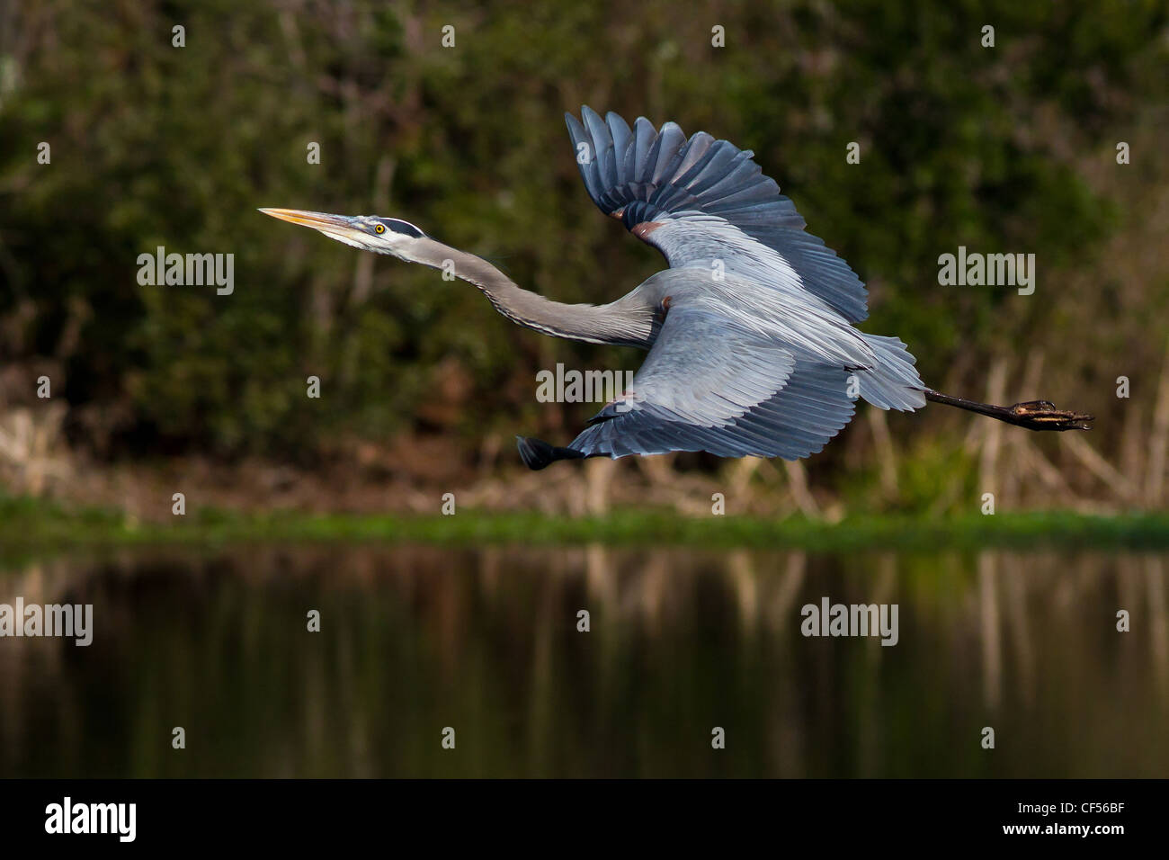 Heron bird flight flying hi-res stock photography and images - Alamy