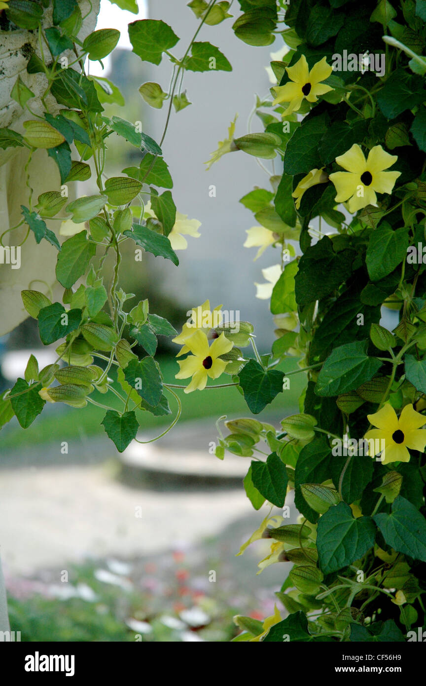 Yellow flowers on climbing plant Stock Photo - Alamy