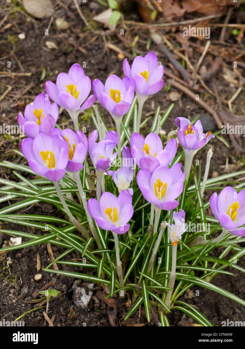 Woodland crocuses hi-res stock photography and images - Alamy