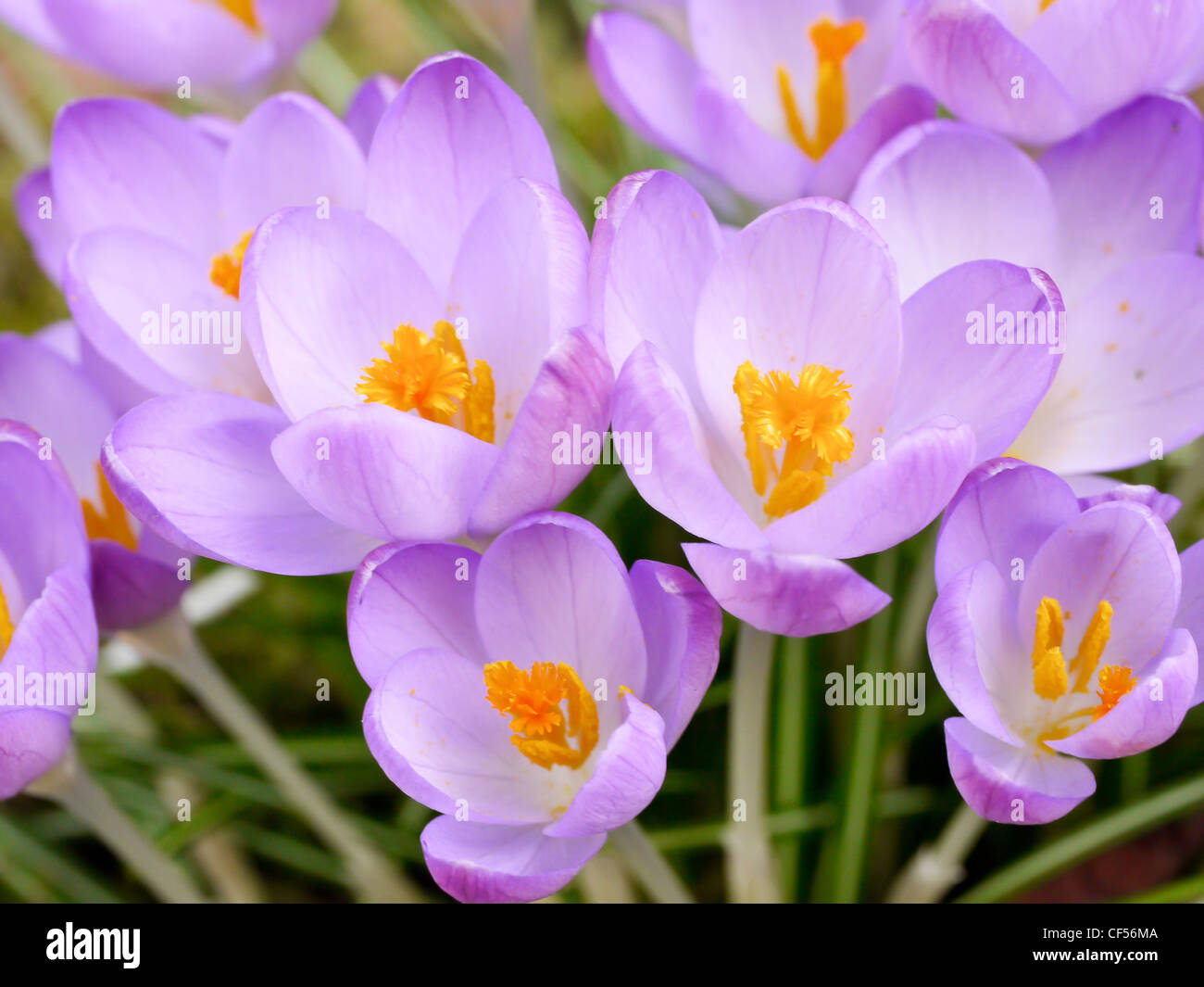 Close up of a group of purple Crcuses Stock Photo - Alamy