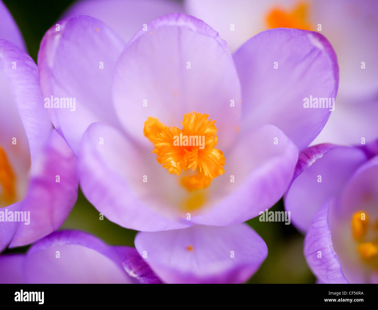 Close up of a group of purple Crocuses Stock Photo - Alamy