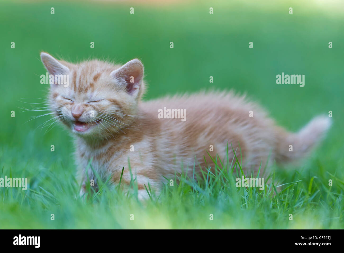 Crying animal hi-res stock photography and images - Alamy