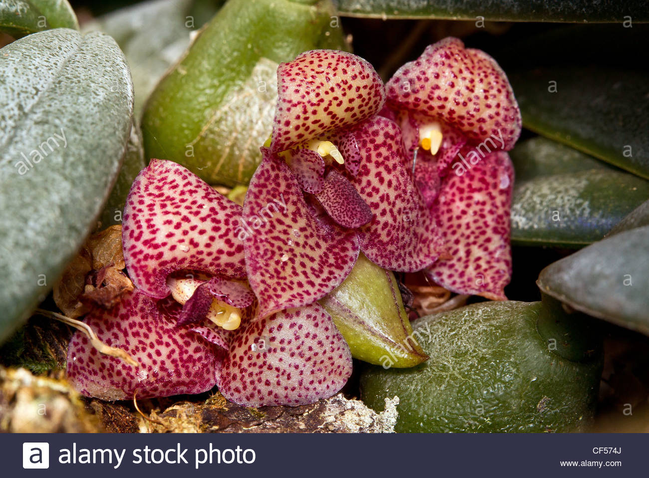 Bulbophyllum High Resolution Stock Photography and Images - Alamy