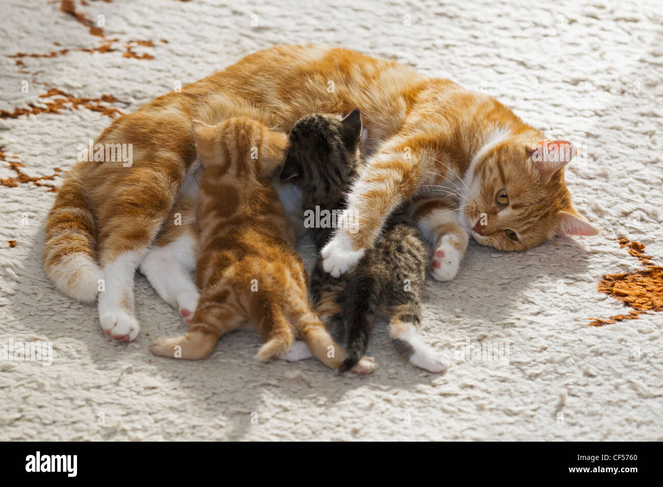 Germany, Cat nursing kittens, close up Stock Photo - Alamy