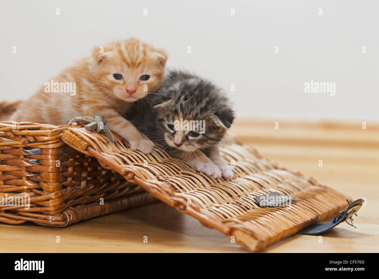 Box of kittens hi-res stock photography and images - Alamy