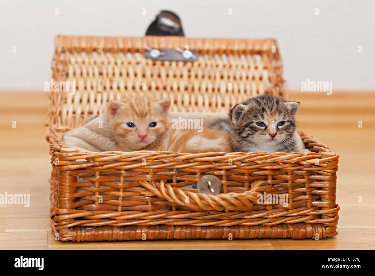 Germany, Kittens in box, close up Stock Photo - Alamy