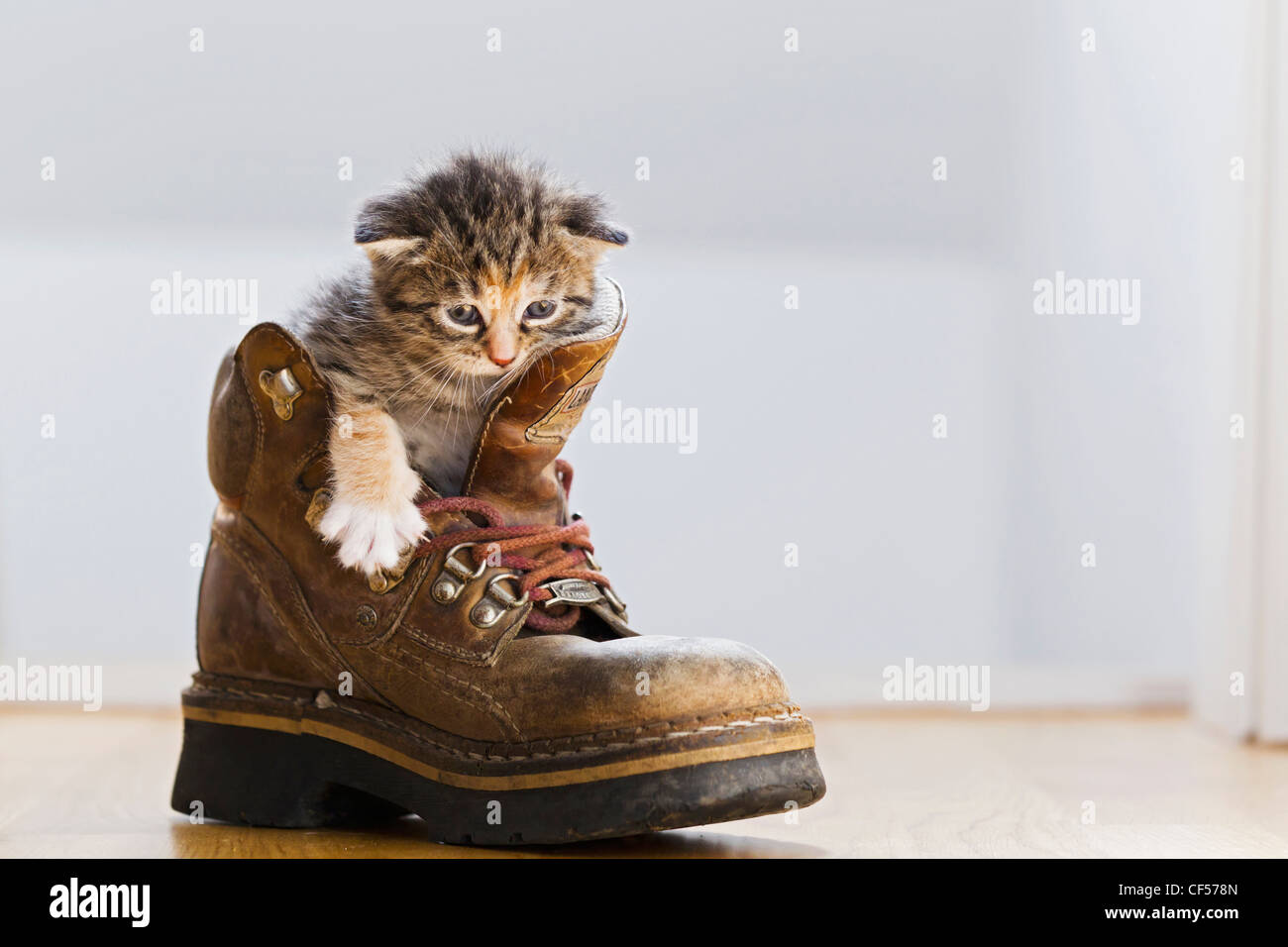 Kitten sitting in boot hi-res stock photography and images - Alamy