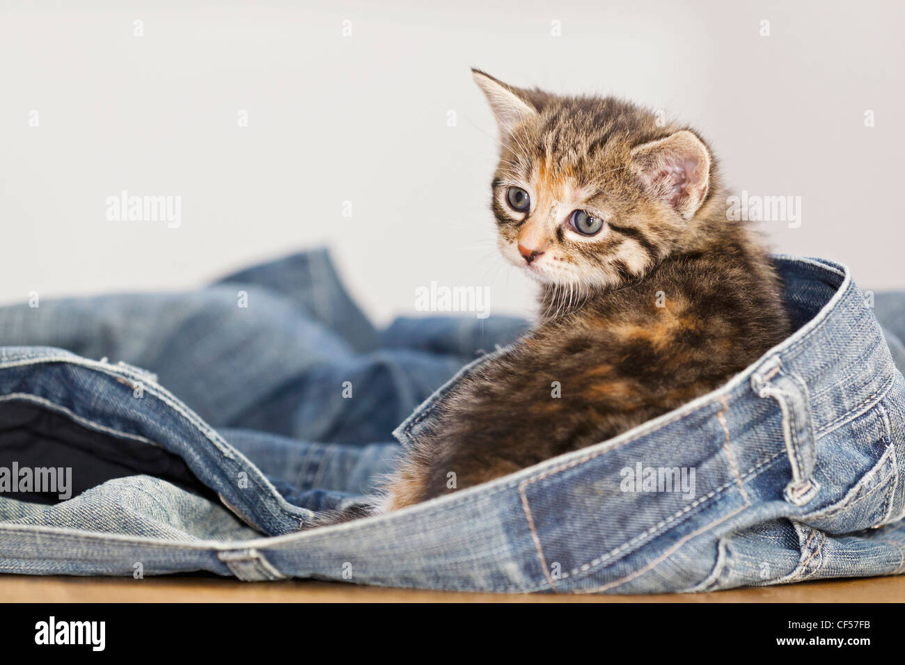 Cat kitten sitting jeans hi-res stock photography and images - Alamy
