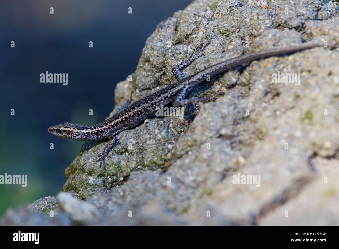 Lizard resting on rock Stock Photo - Alamy