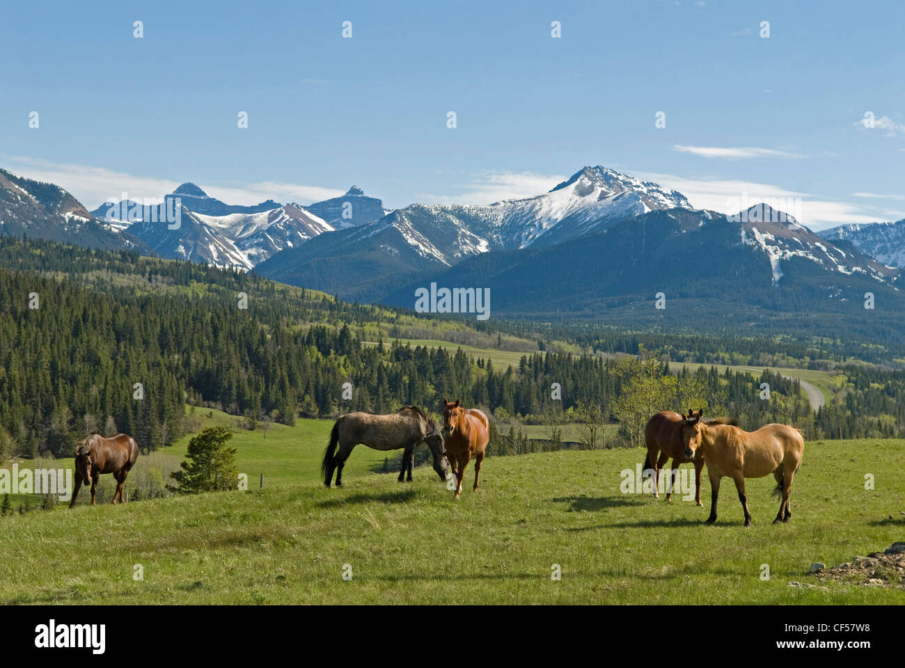 Beaver Mines Alberta High Resolution Stock Photography and Images - Alamy
