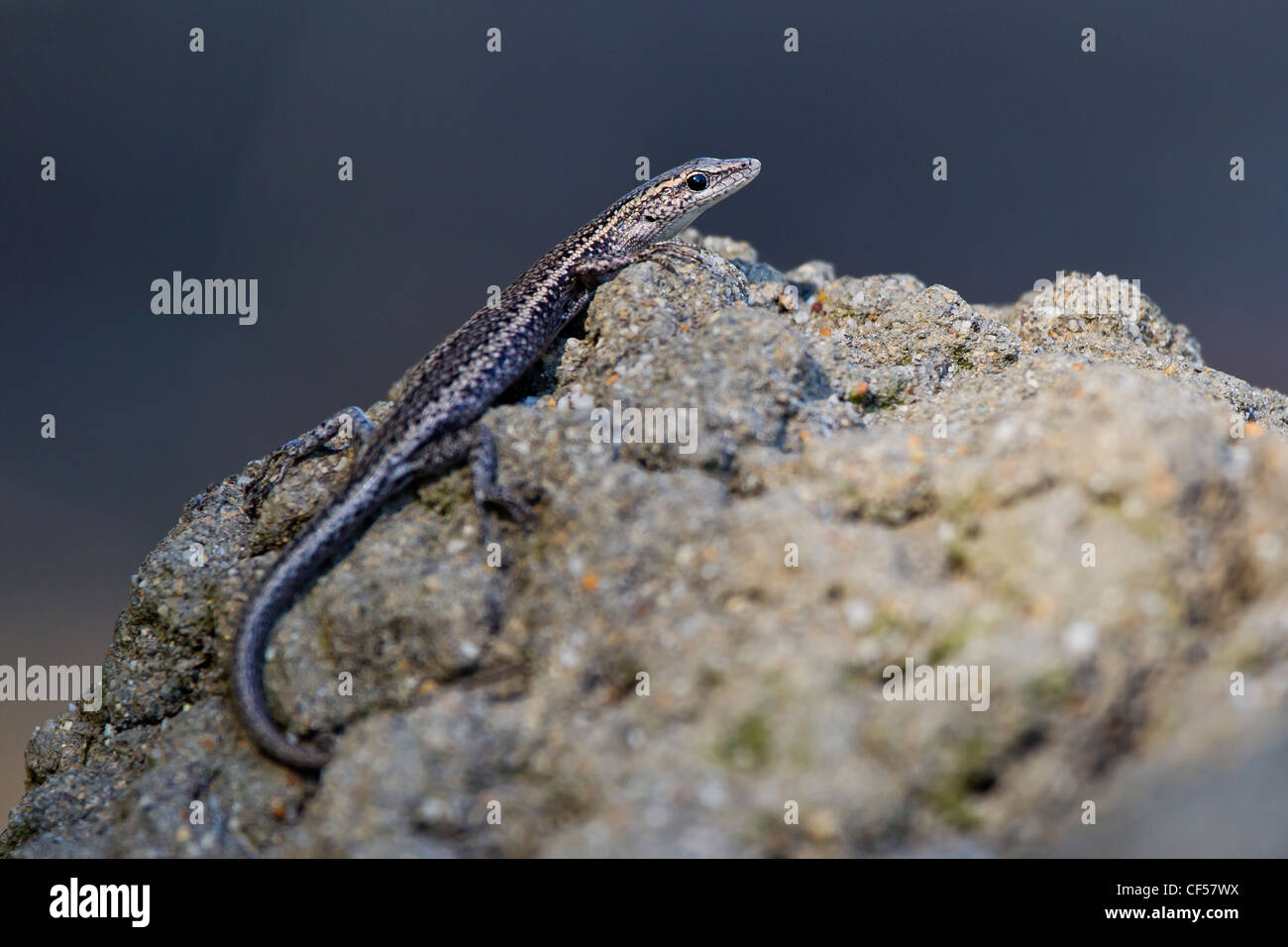 Lizard resting on rock Stock Photo - Alamy