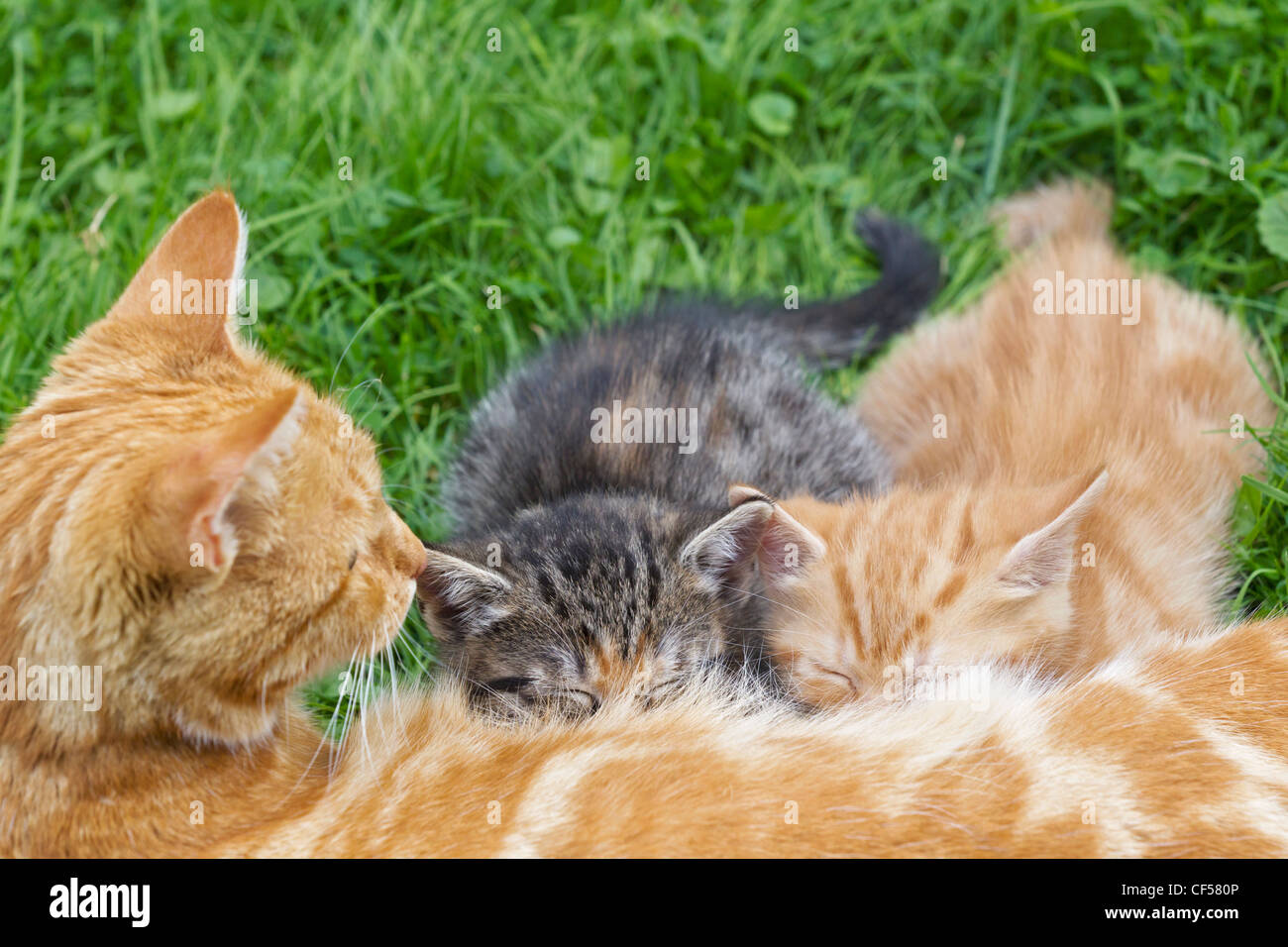 Germany, Cat with kittens in meadow Stock Photo - Alamy