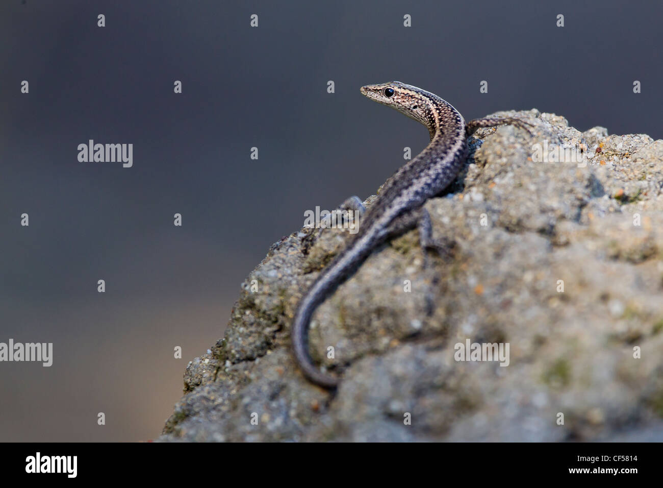 Lizard resting on rock Stock Photo - Alamy