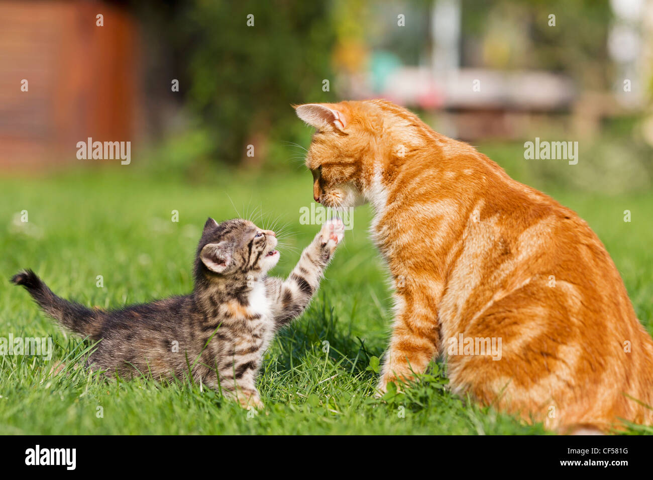 Germany, Cat with kitten in meadow Stock Photo - Alamy