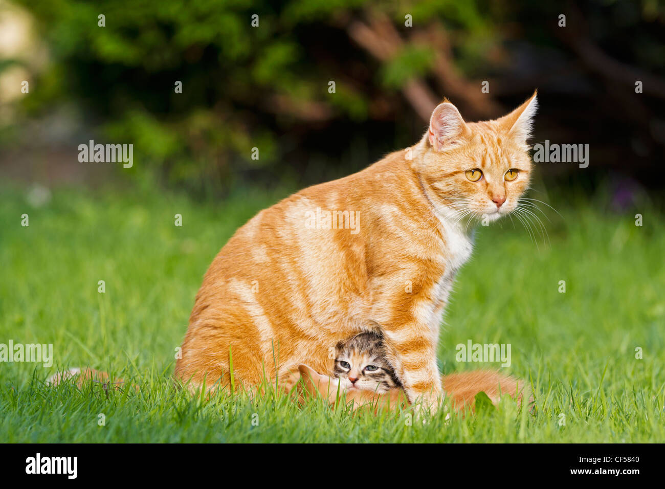 Germany, Cat with kittens in meadow Stock Photo - Alamy