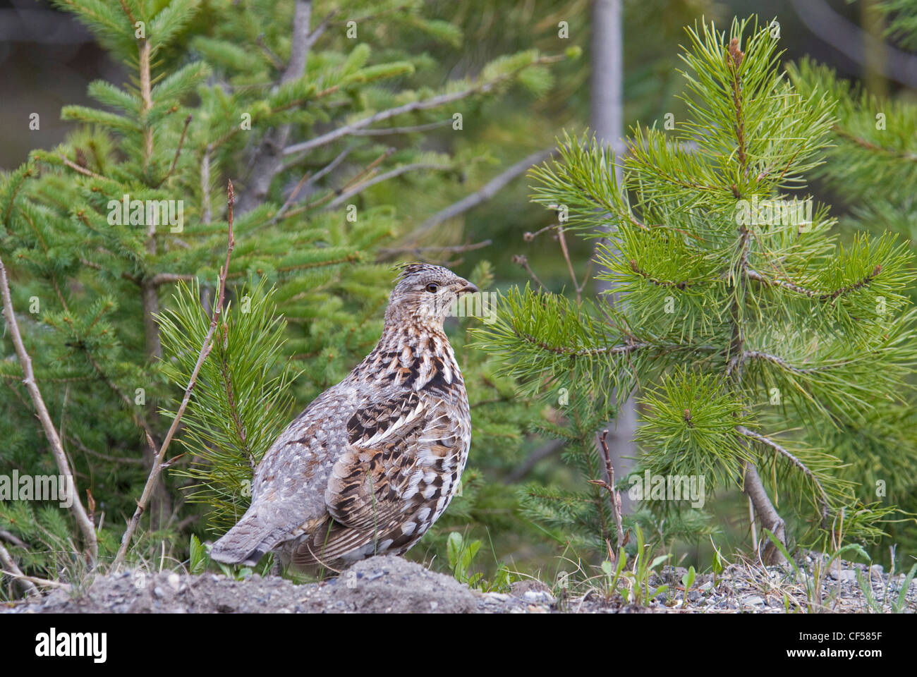 Bonasa umbellus alberta hi-res stock photography and images - Alamy