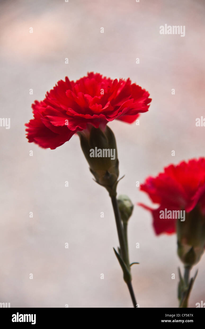 Red Carnations (Dianthus) in a window in winter Stock Photo - Alamy