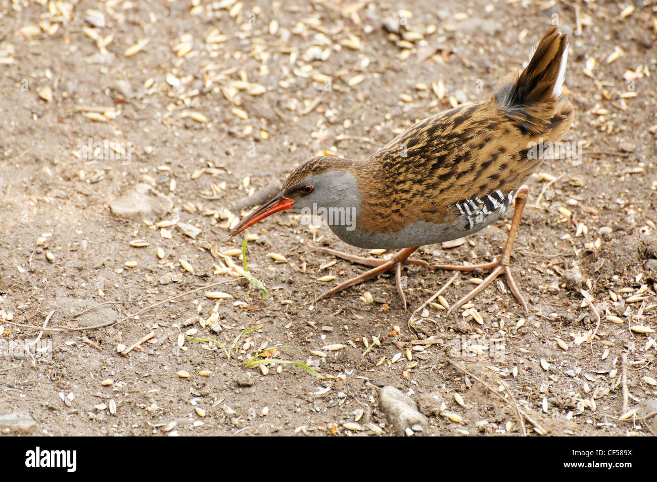 Bird picking up seeds hi-res stock photography and images - Alamy