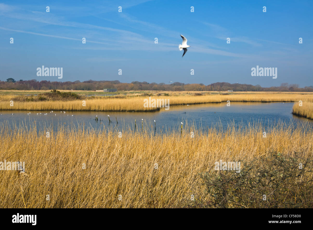 Titchfield Haven Nature Reserve - Hampshire UK Stock Photo - Alamy