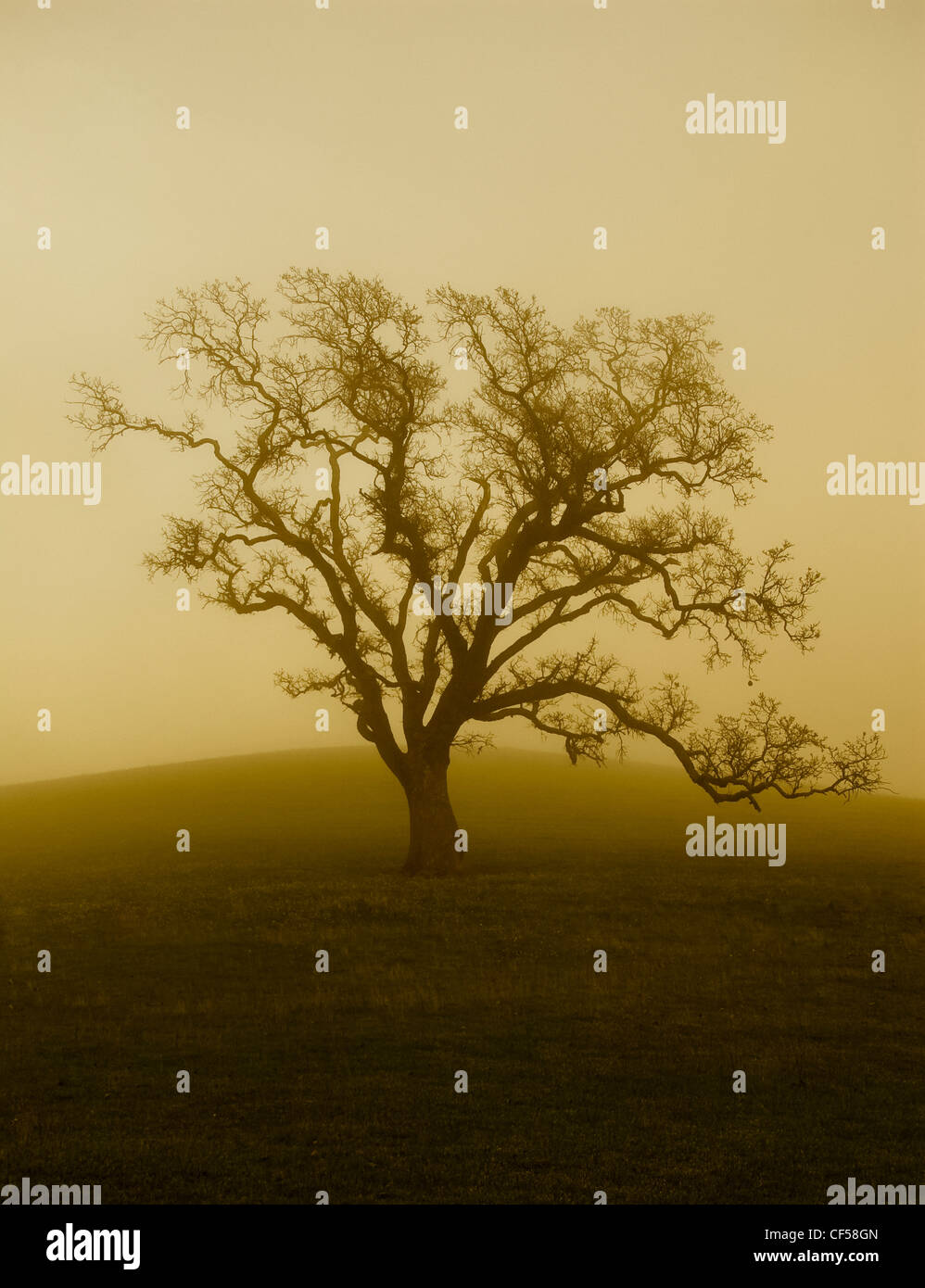 Morgan territory regional preserve hi-res stock photography and images ...