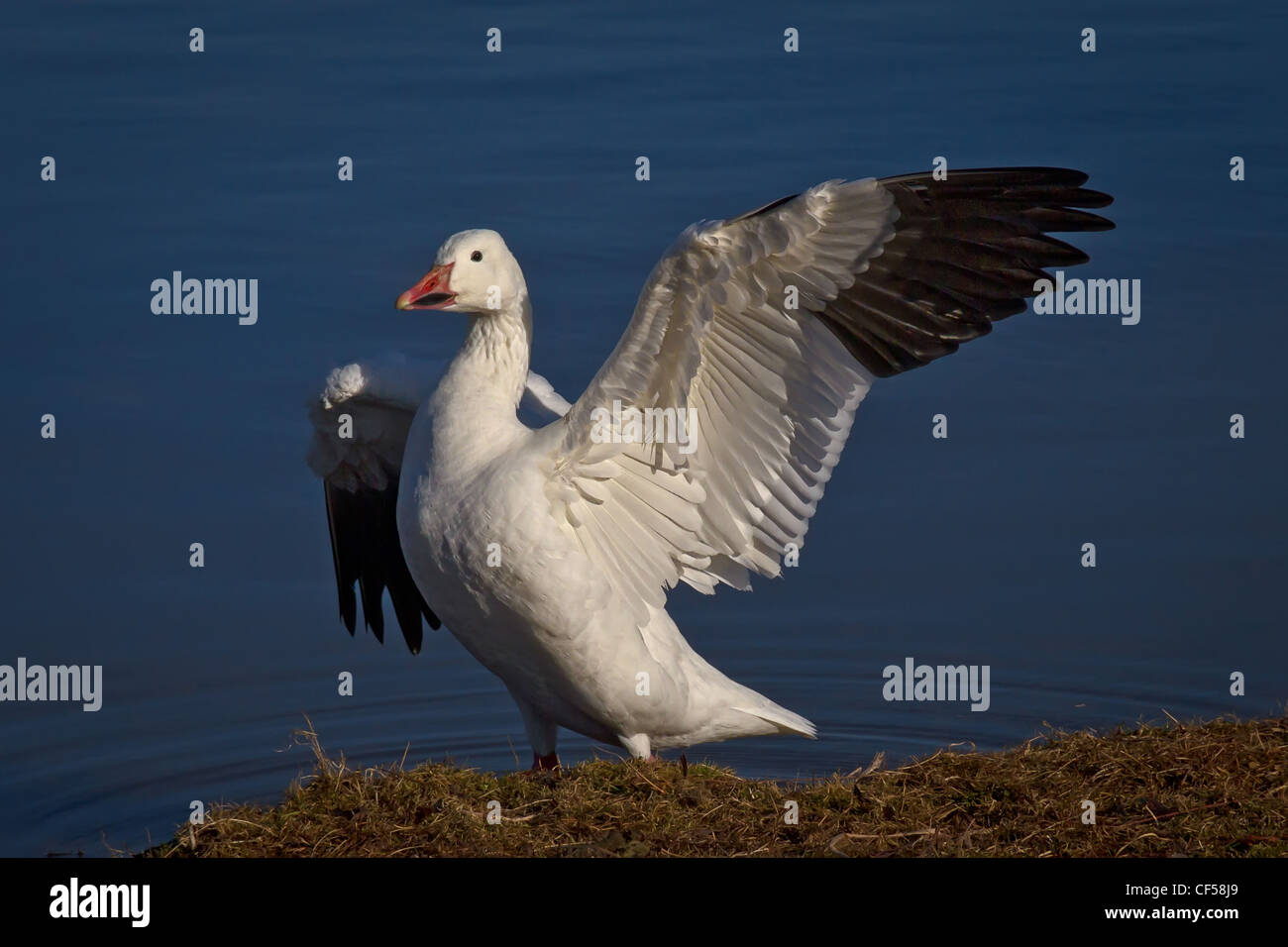 Goose wings flapping hi-res stock photography and images - Alamy