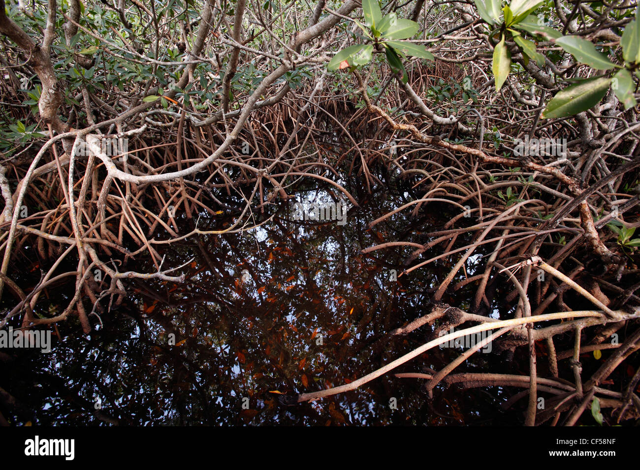 Red Mangrove Key Largo Florida Stock Photo - Alamy