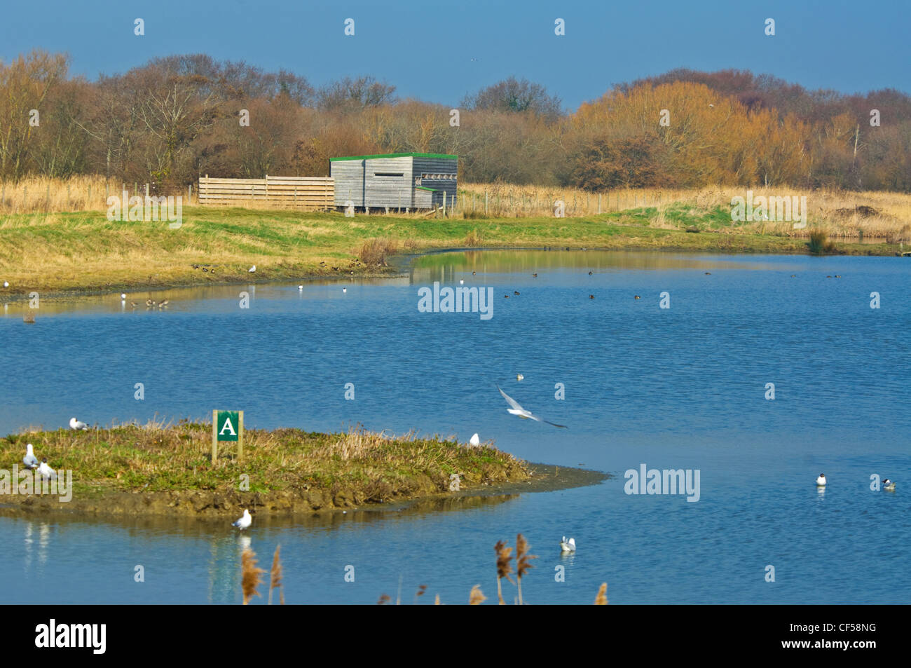 Bird haven hi-res stock photography and images - Alamy