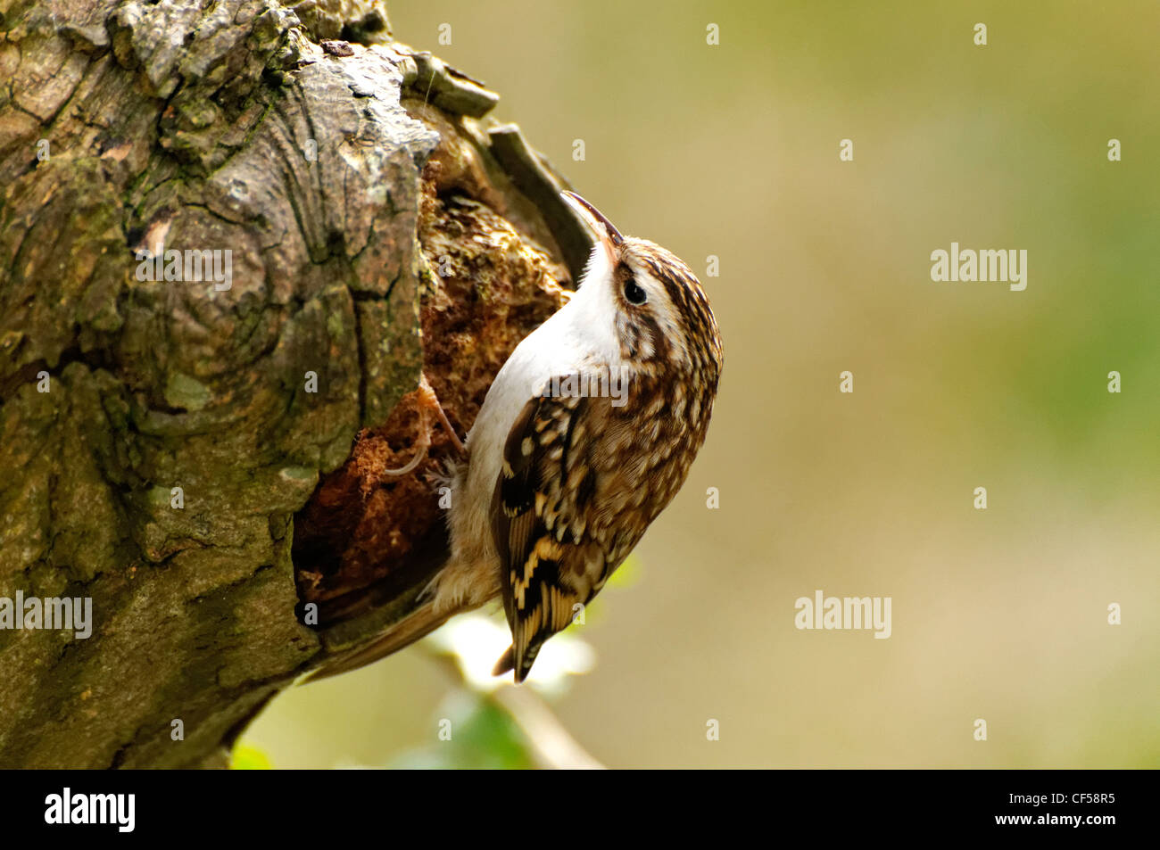 A Treecreeper on a tree looking for food Stock Photo - Alamy