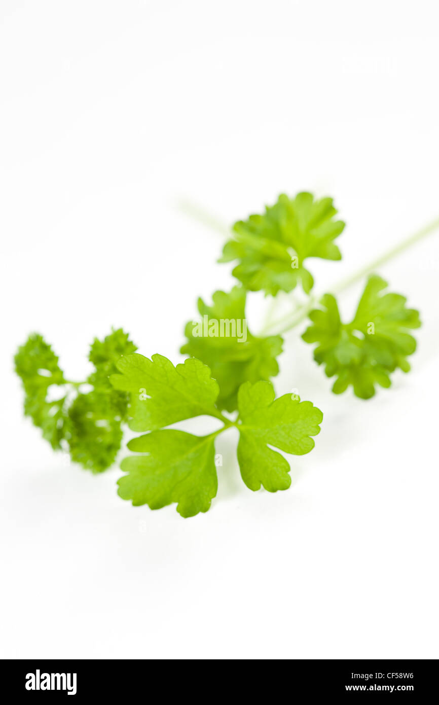 parsley leaf isolated Stock Photo - Alamy