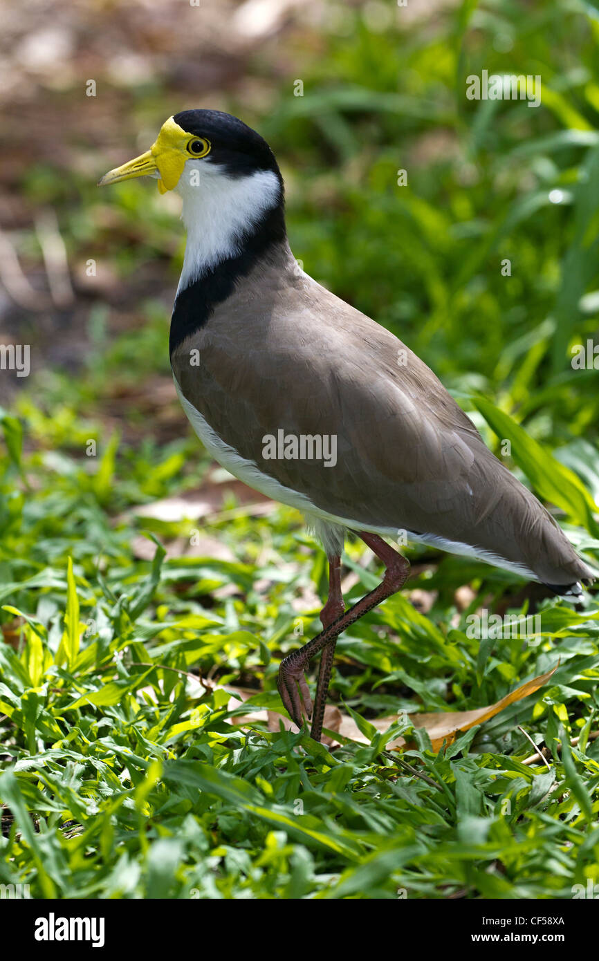 Masked Lapwing. Vanellus miles Stock Photo - Alamy