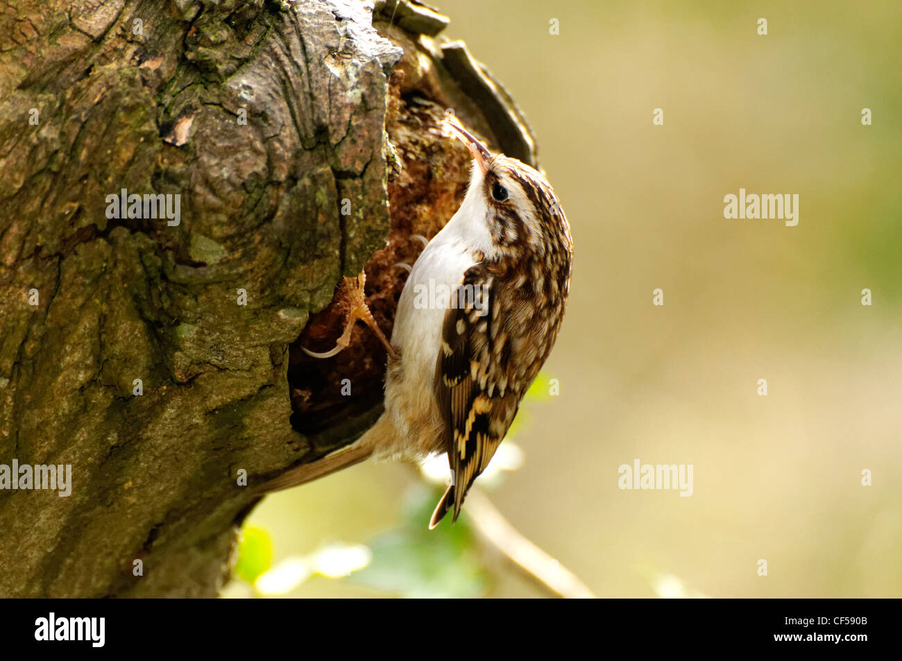 Treecreeper tree hi-res stock photography and images - Alamy