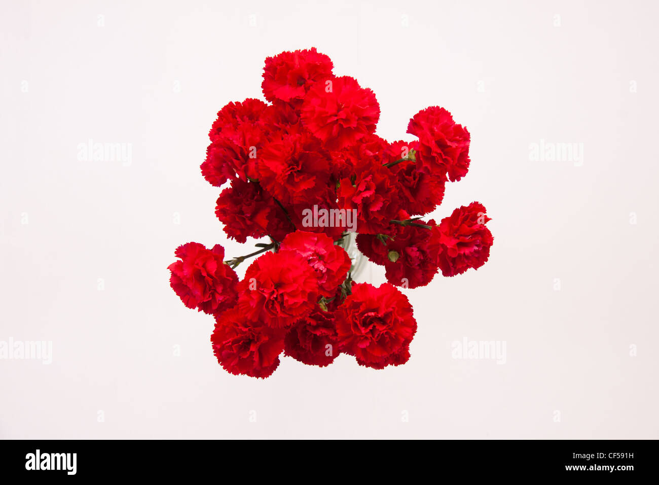 Red Carnations (Dianthus) in a window in winter Stock Photo - Alamy