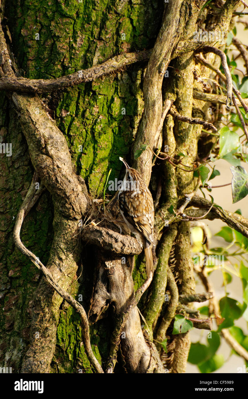 A Treecreeper on a tree looking for food Stock Photo - Alamy