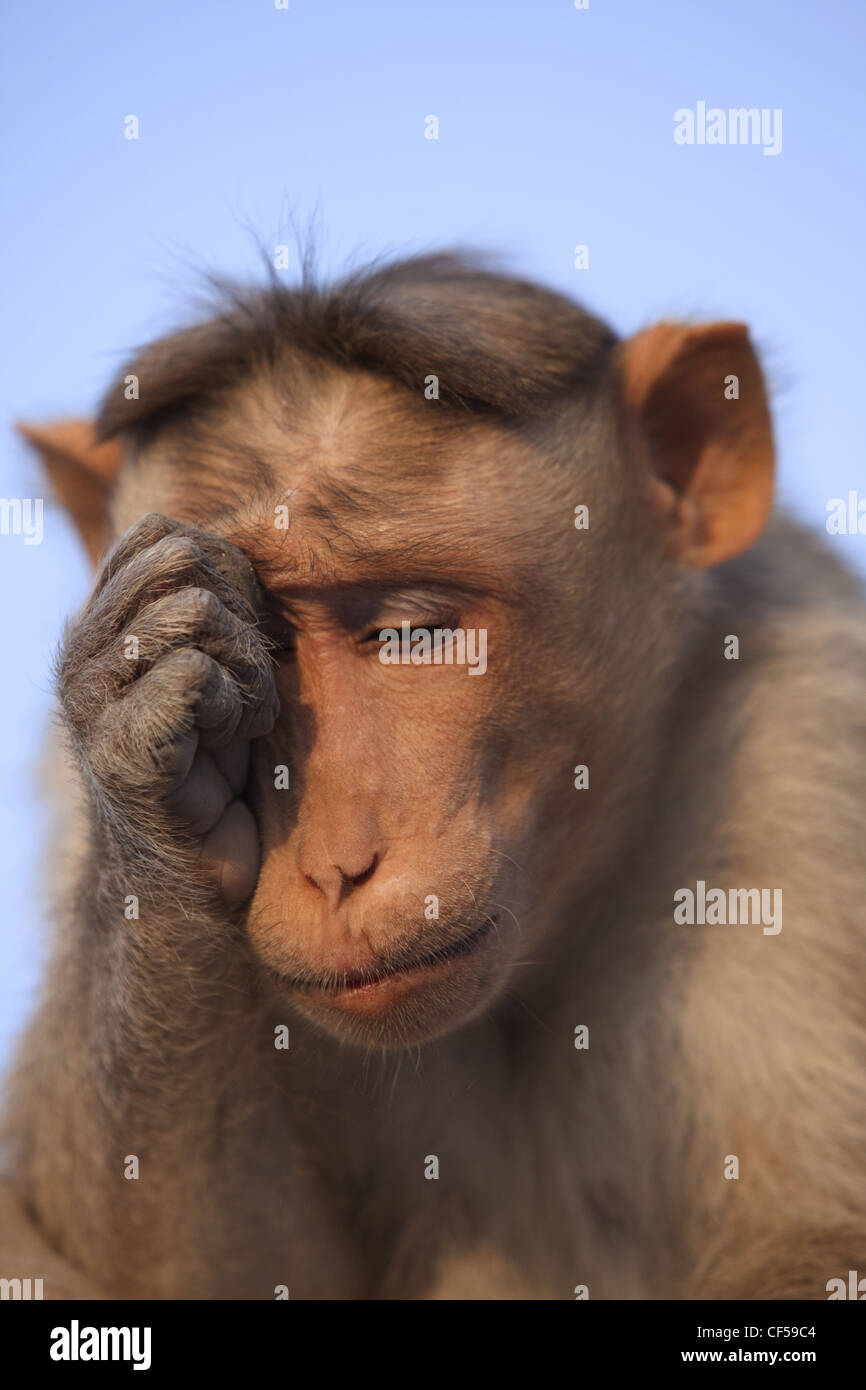 Bonnet Macaque monkey Stock Photo - Alamy