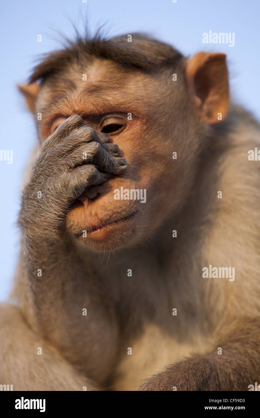 Bonnet Macaque monkey Stock Photo - Alamy