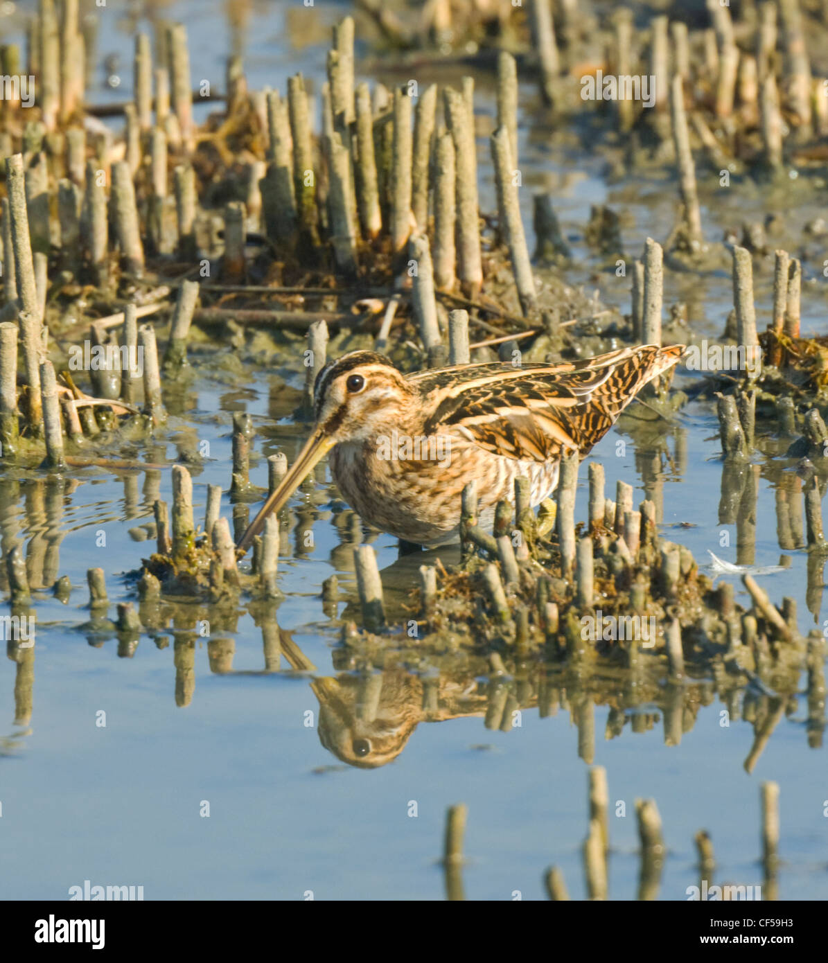 Common Snipe Gallinago gallinago - Hampshire UK Stock Photo - Alamy